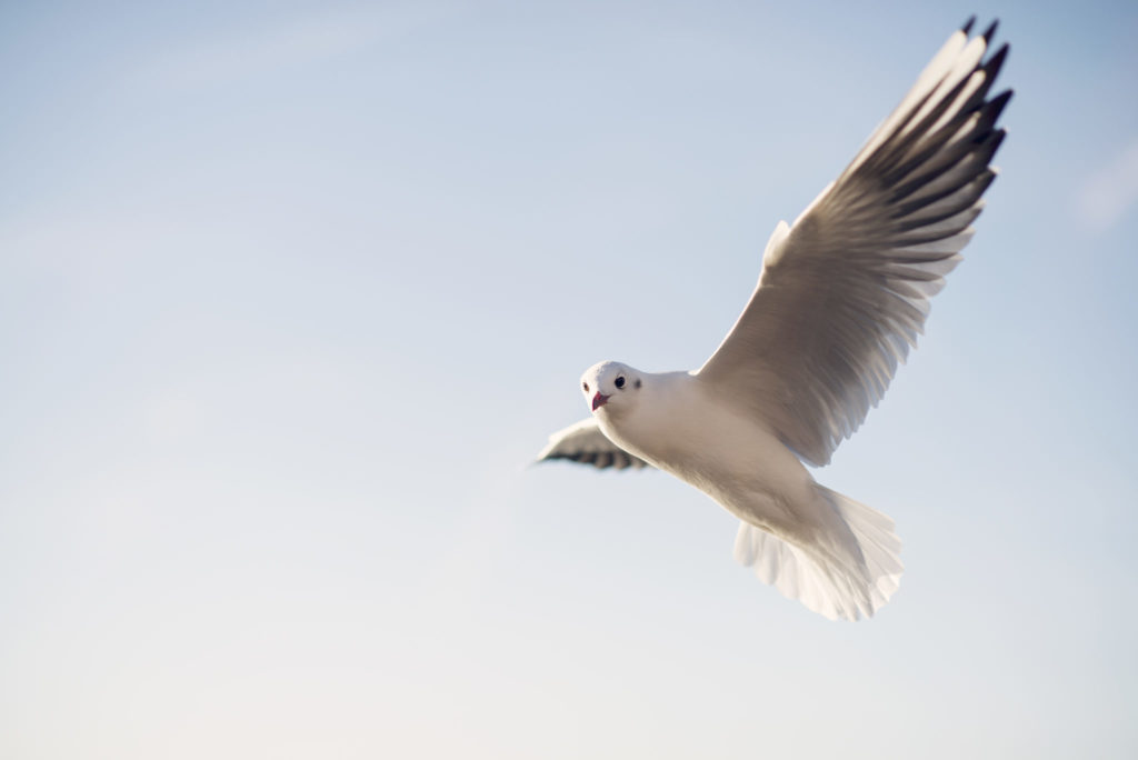 swerin.com – Christopher Swerin